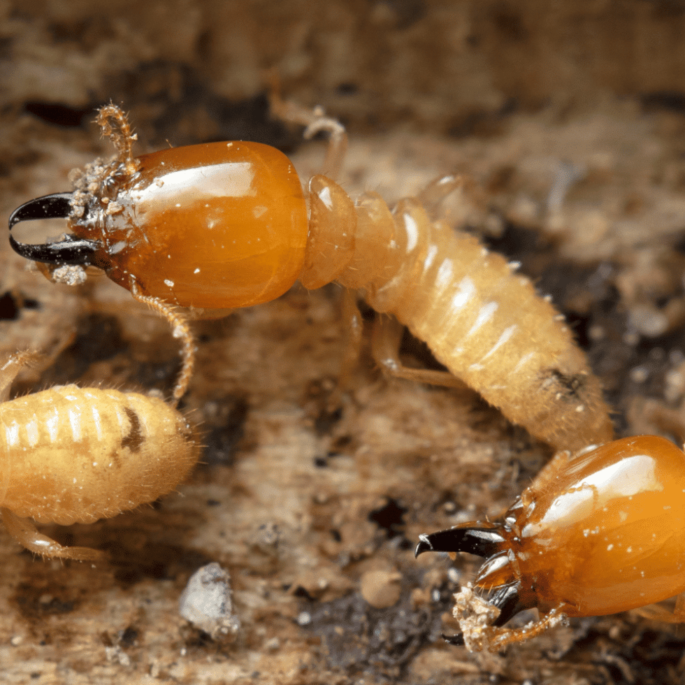 Effective Termite Control Solutions in Canberra